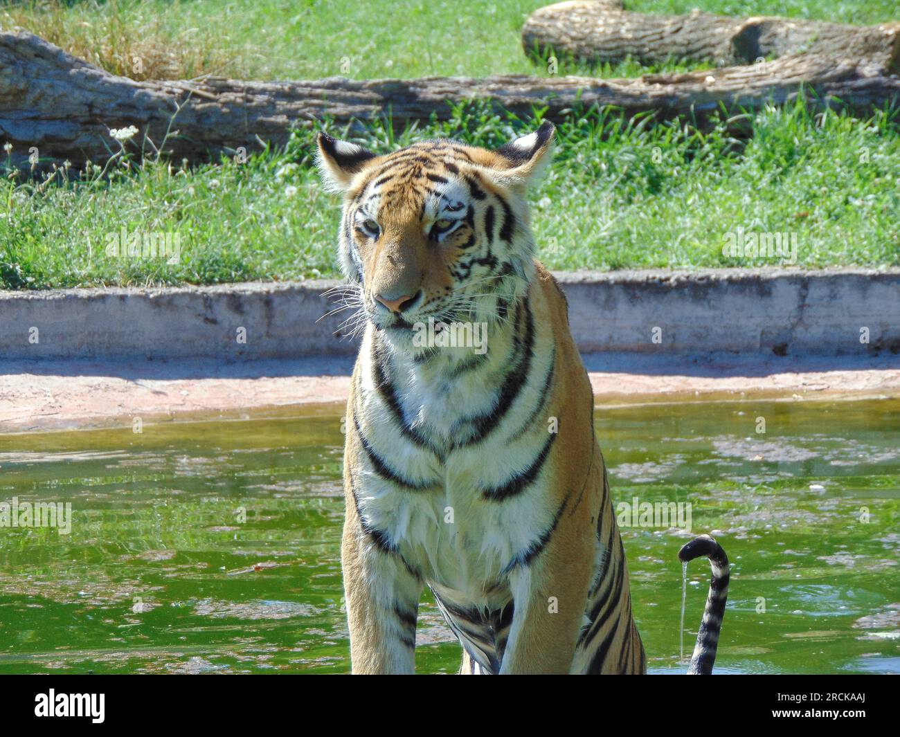 Siberian tiger at the Oradea Zoo, Romania Stock Photo - Alamy