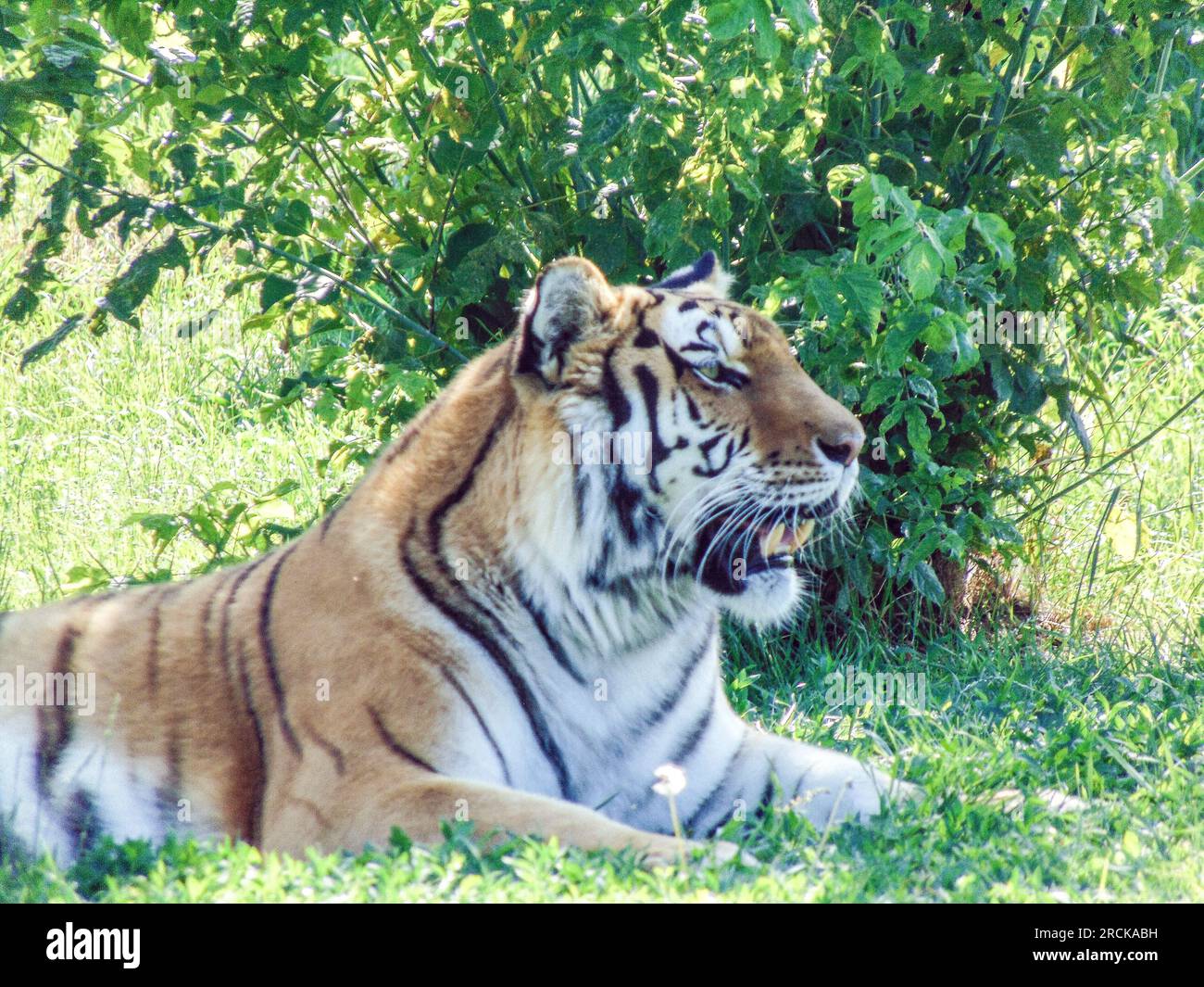 Siberian tiger at the Oradea Zoo, Romania Stock Photo - Alamy