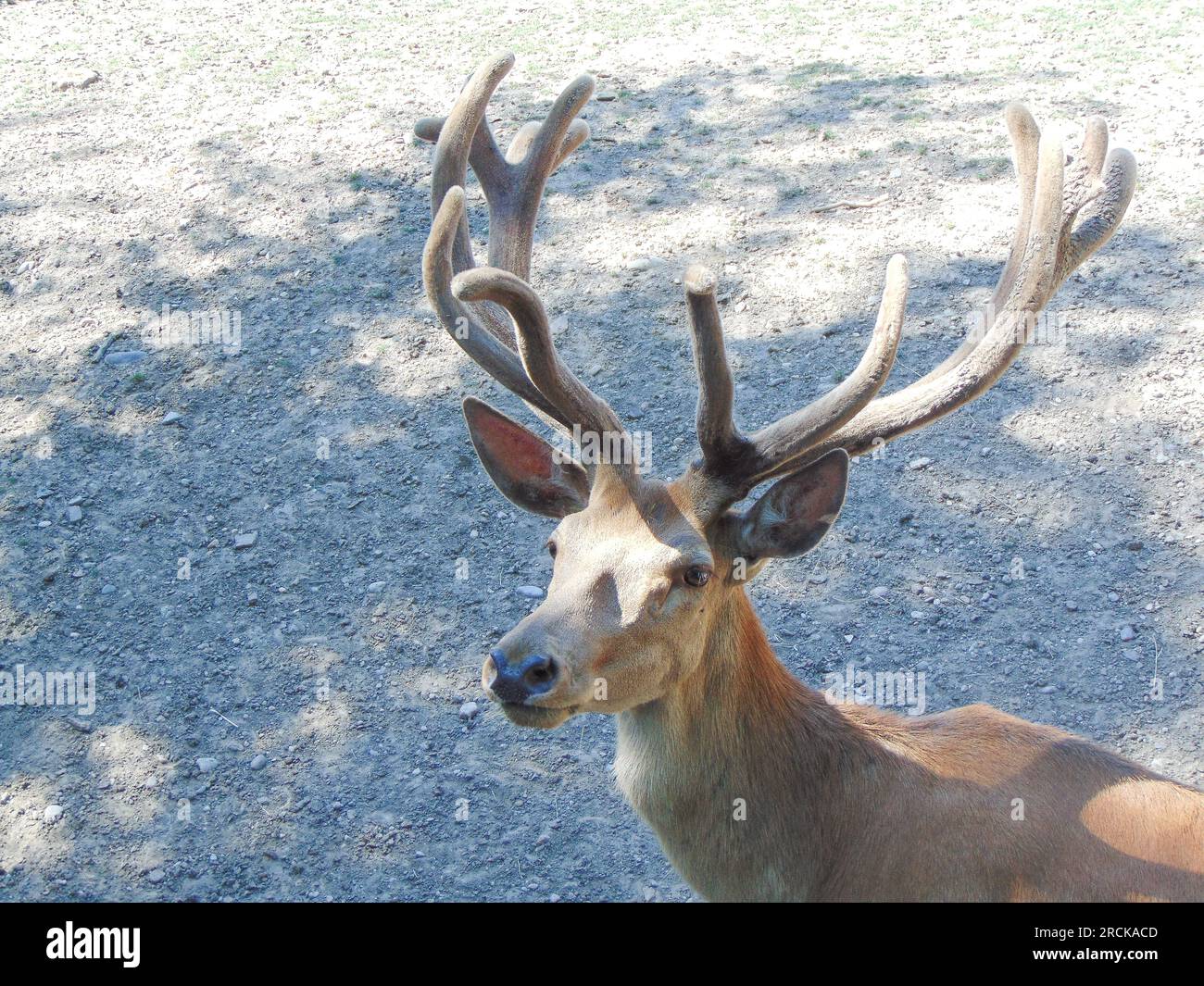 Carpathian stag in Romania. Deer Stock Photo - Alamy