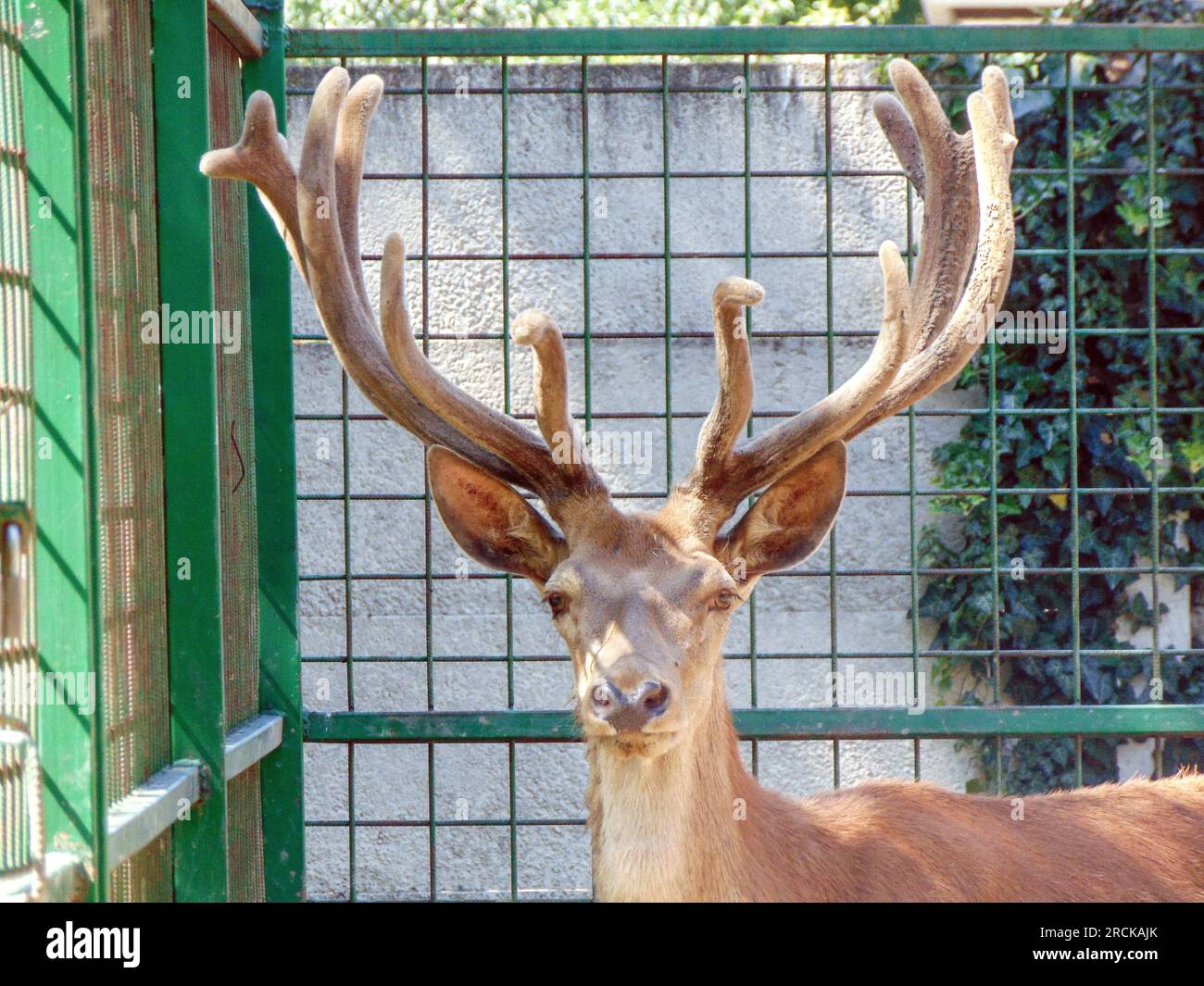 Carpathian stag portrait. Carpathian deer at the Oradea zoo, Romania ...