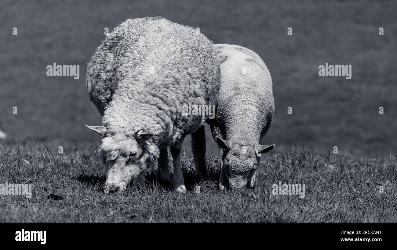 Baby sheep mother grazing animals hi-res stock photography and images ...