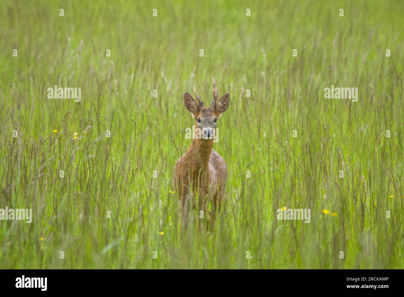 portrait of a pretty roe deer amongst grasses and buttercups Stock ...