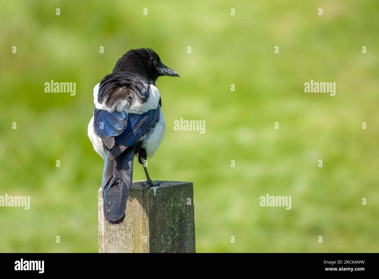 Pest destroyer bird hi-res stock photography and images - Alamy