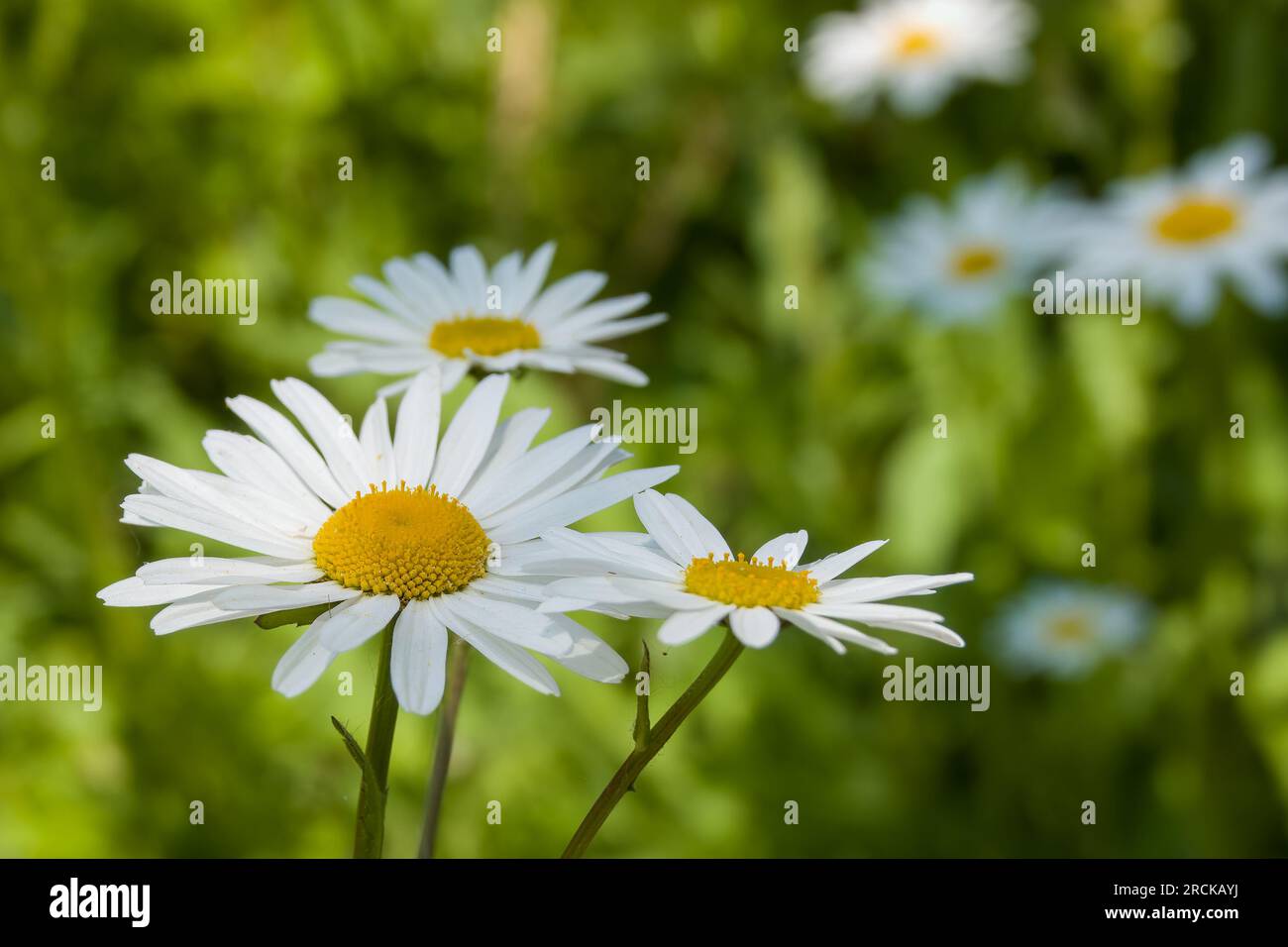 pretty white flowers of ox eye daisy leucanthemum vulgare Stock Photo ...