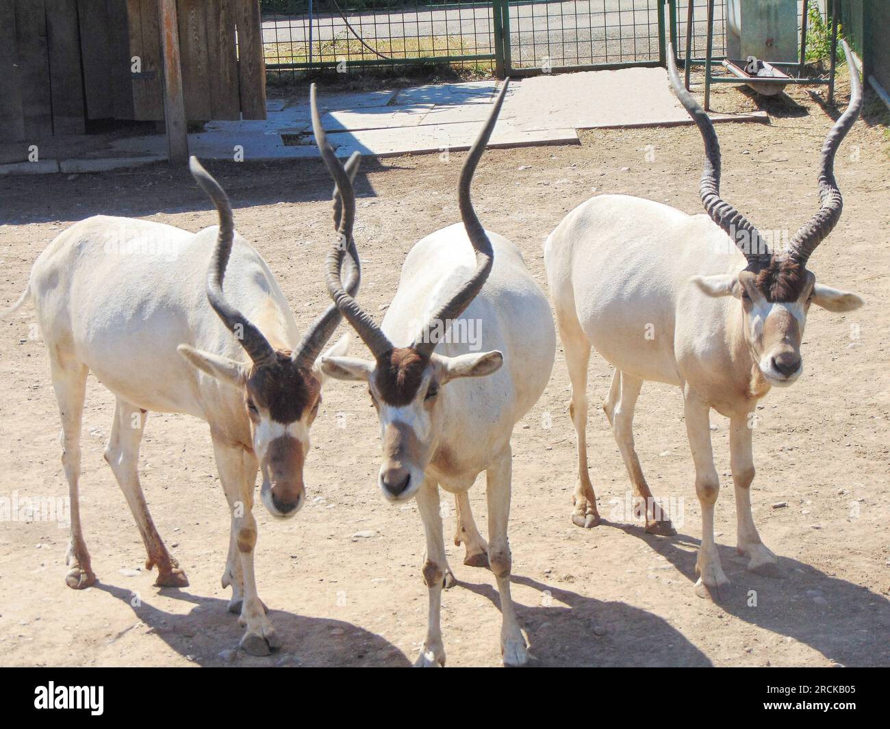 Three addax antelopes hi-res stock photography and images - Alamy