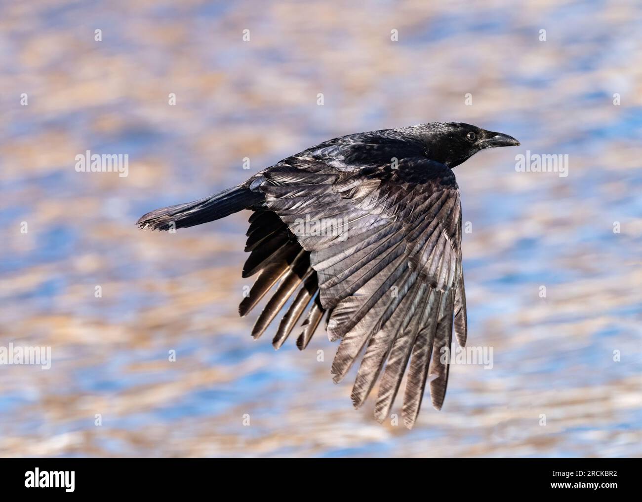 An American Crow flying through the air with glistening feathers ...