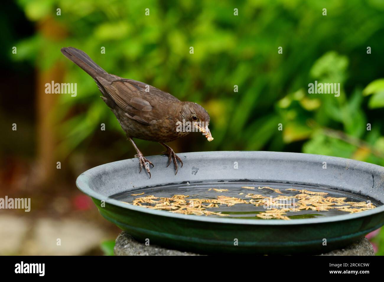 Blak bird hi-res stock photography and images - Alamy