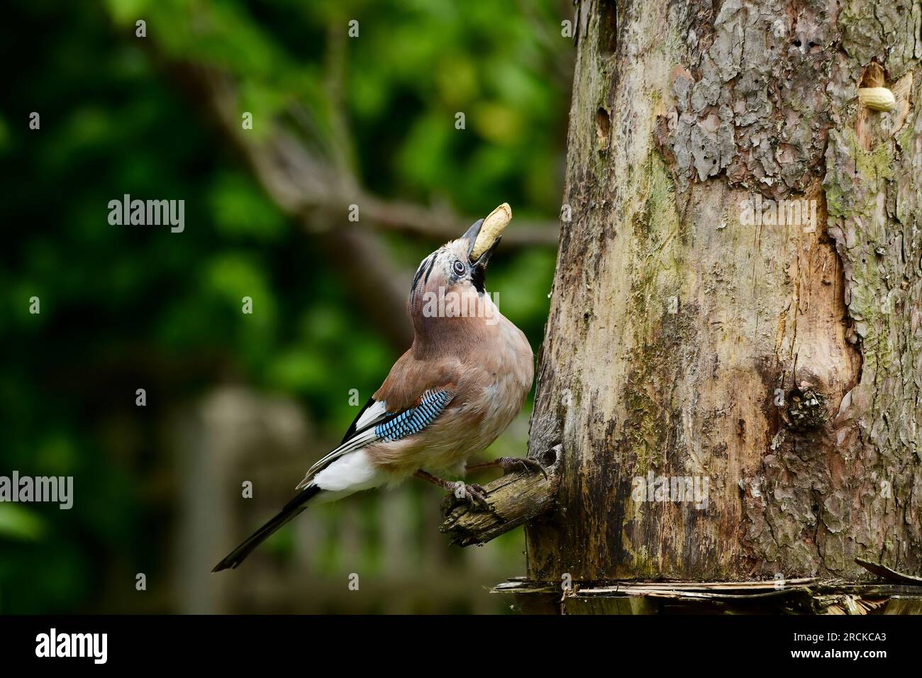Noisy flower hi-res stock photography and images - Alamy