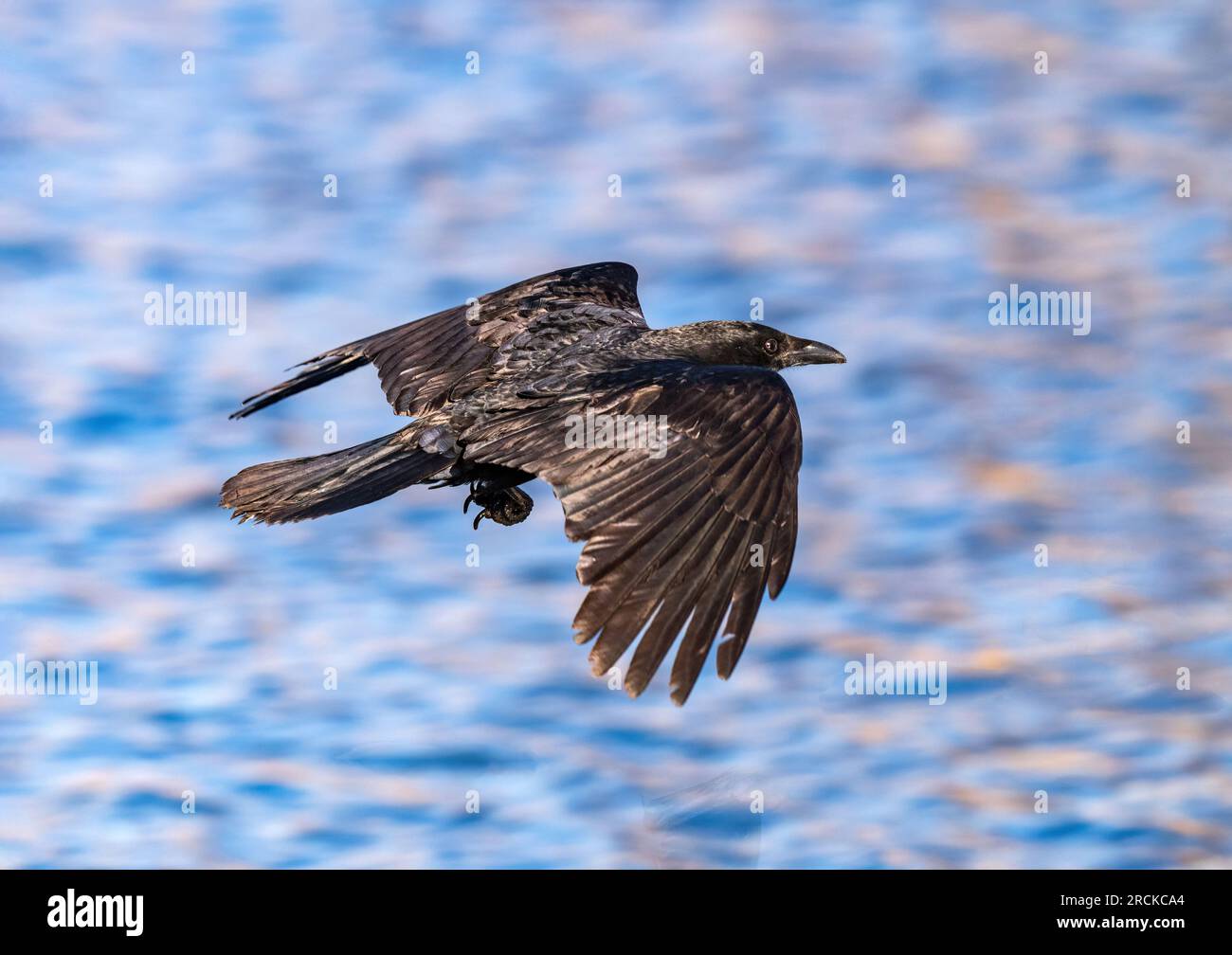 An American Crow glides through the air against a lake, viewed at close ...