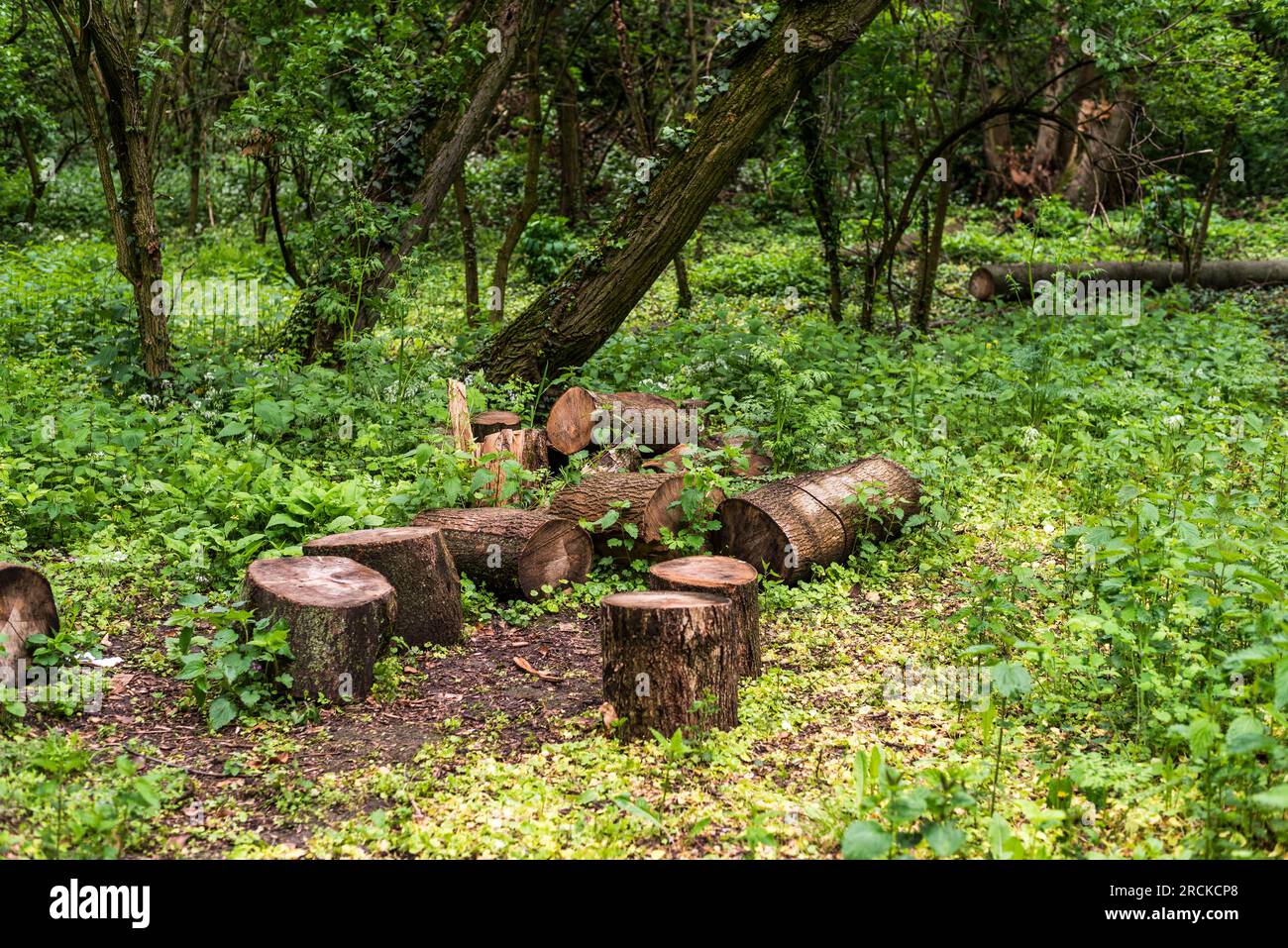 Wet brown tree trunks laying on grass. Forest after raining Stock Photo ...