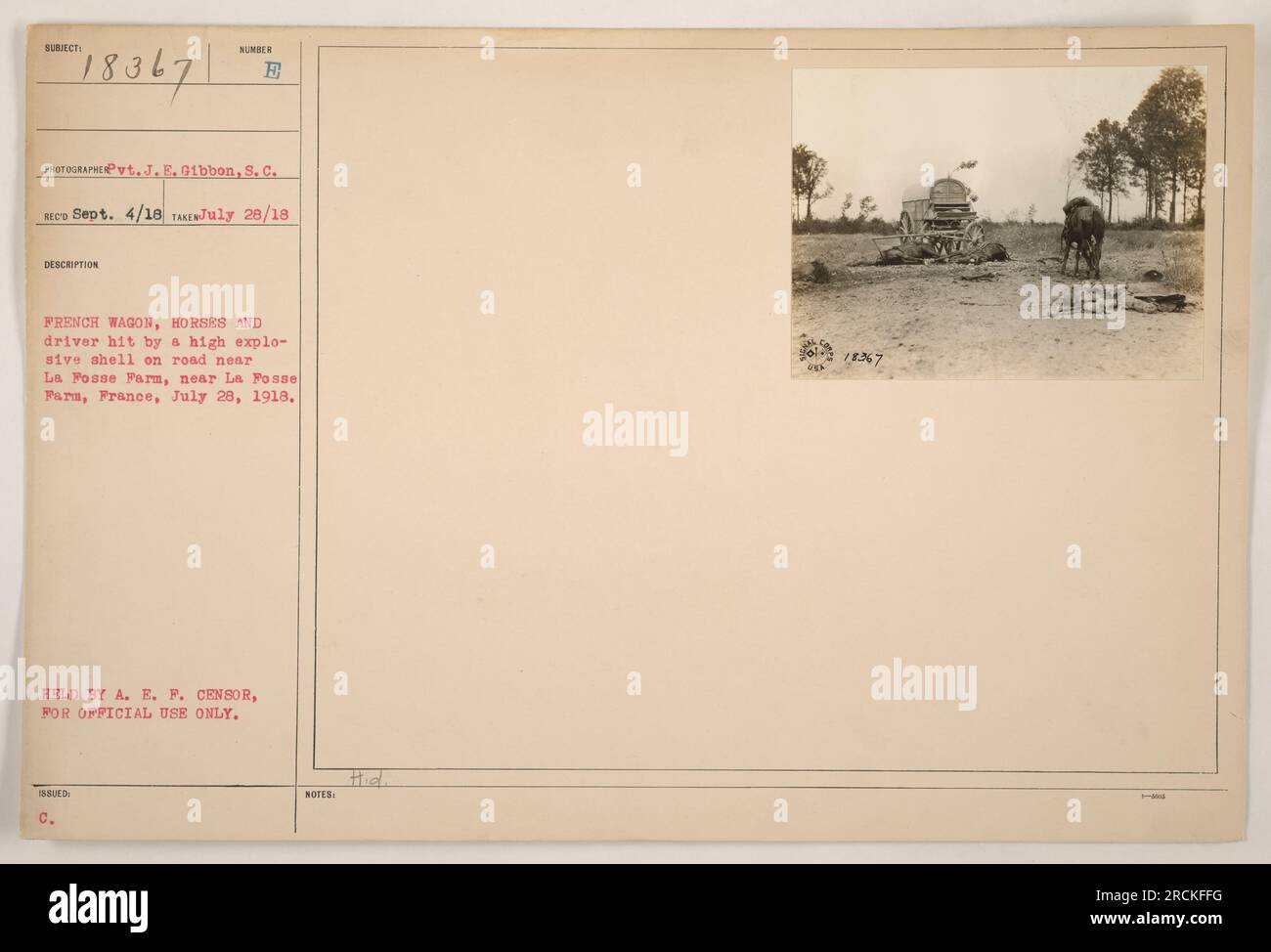 Bombing impact on animals hi-res stock photography and images - Alamy