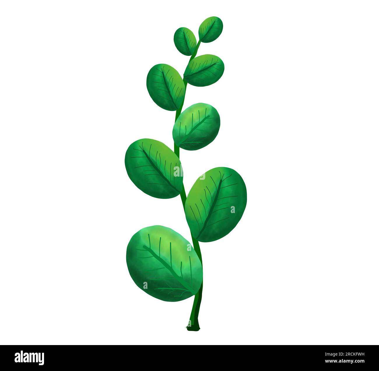 leaf vine watercolor painting on white backgroundIsolated Stock Photo ...