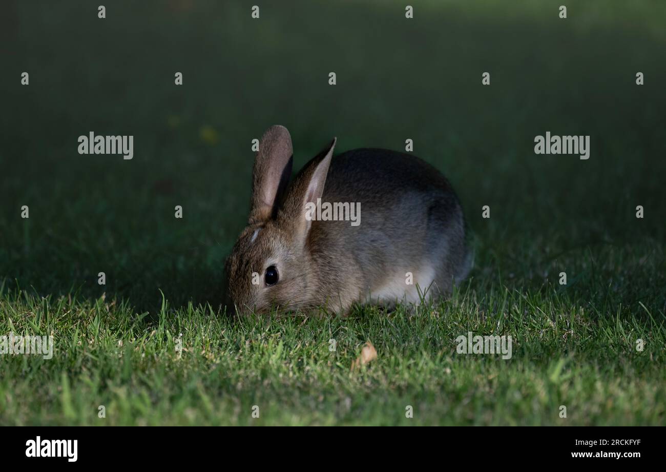 Rabbit feeding garden uk hi-res stock photography and images - Alamy
