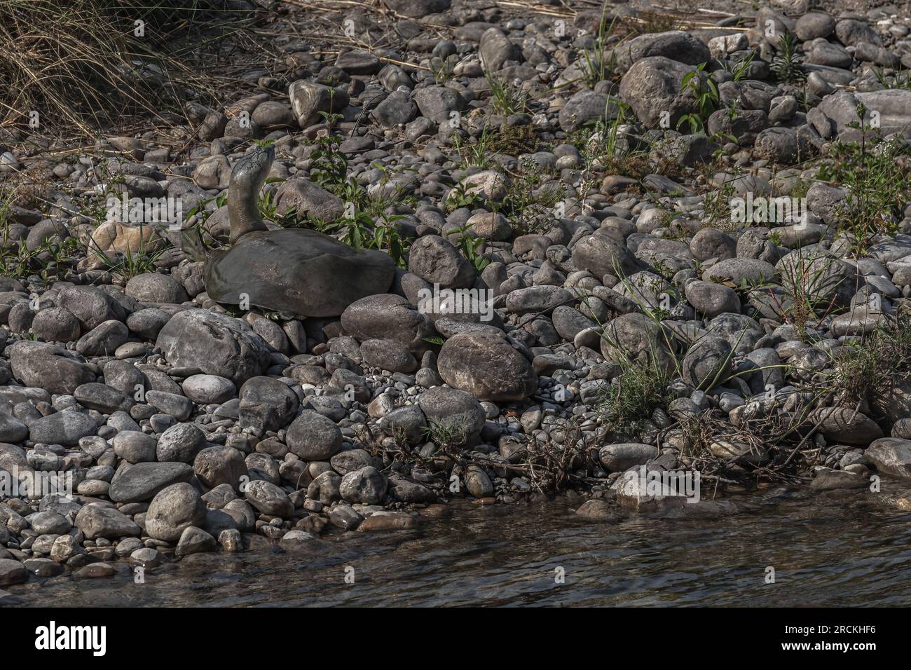 A Tortoise looking back from stones Stock Photo - Alamy