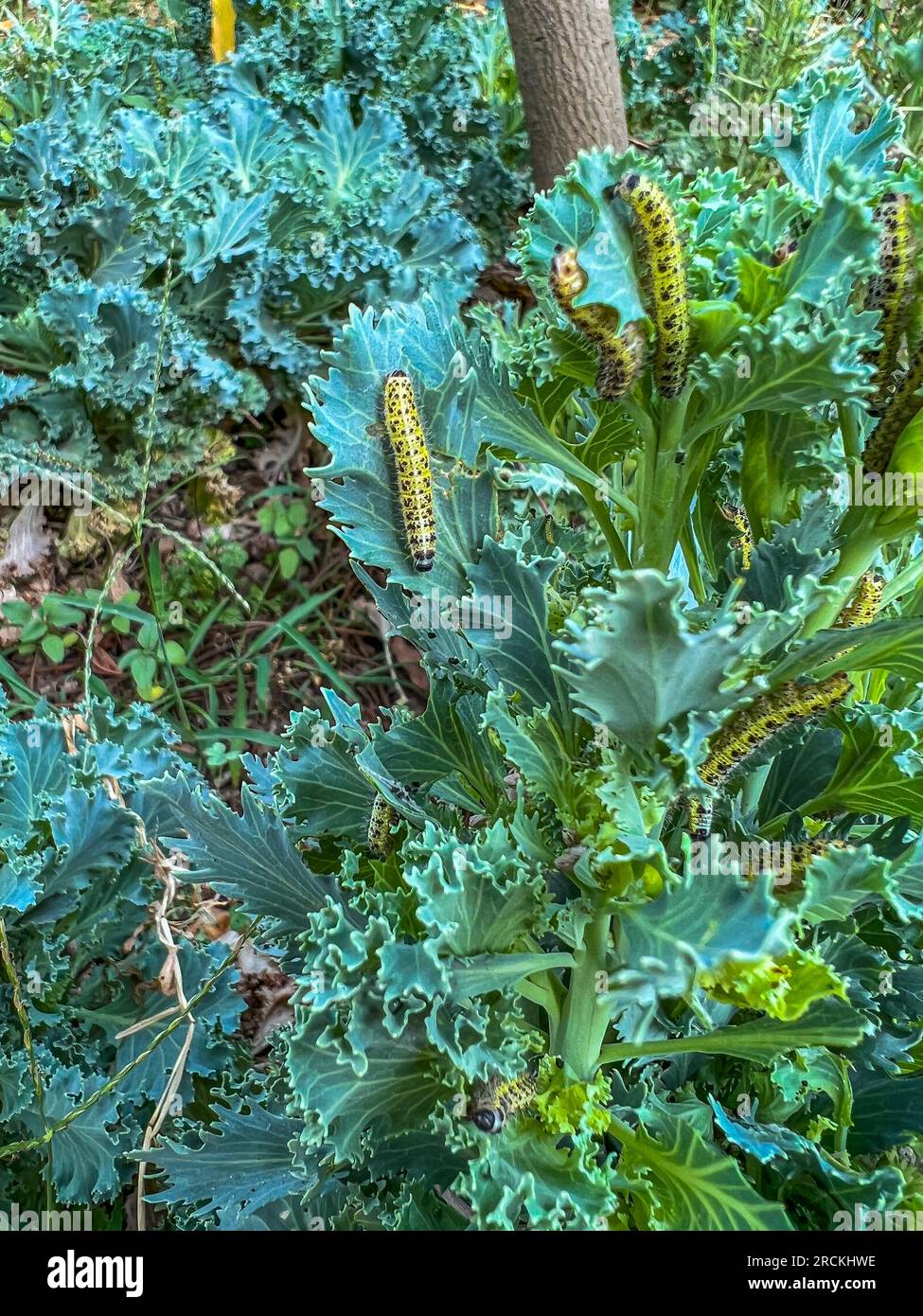 Cabbage White butterfly caterpillar in garden Stock Photo - Alamy