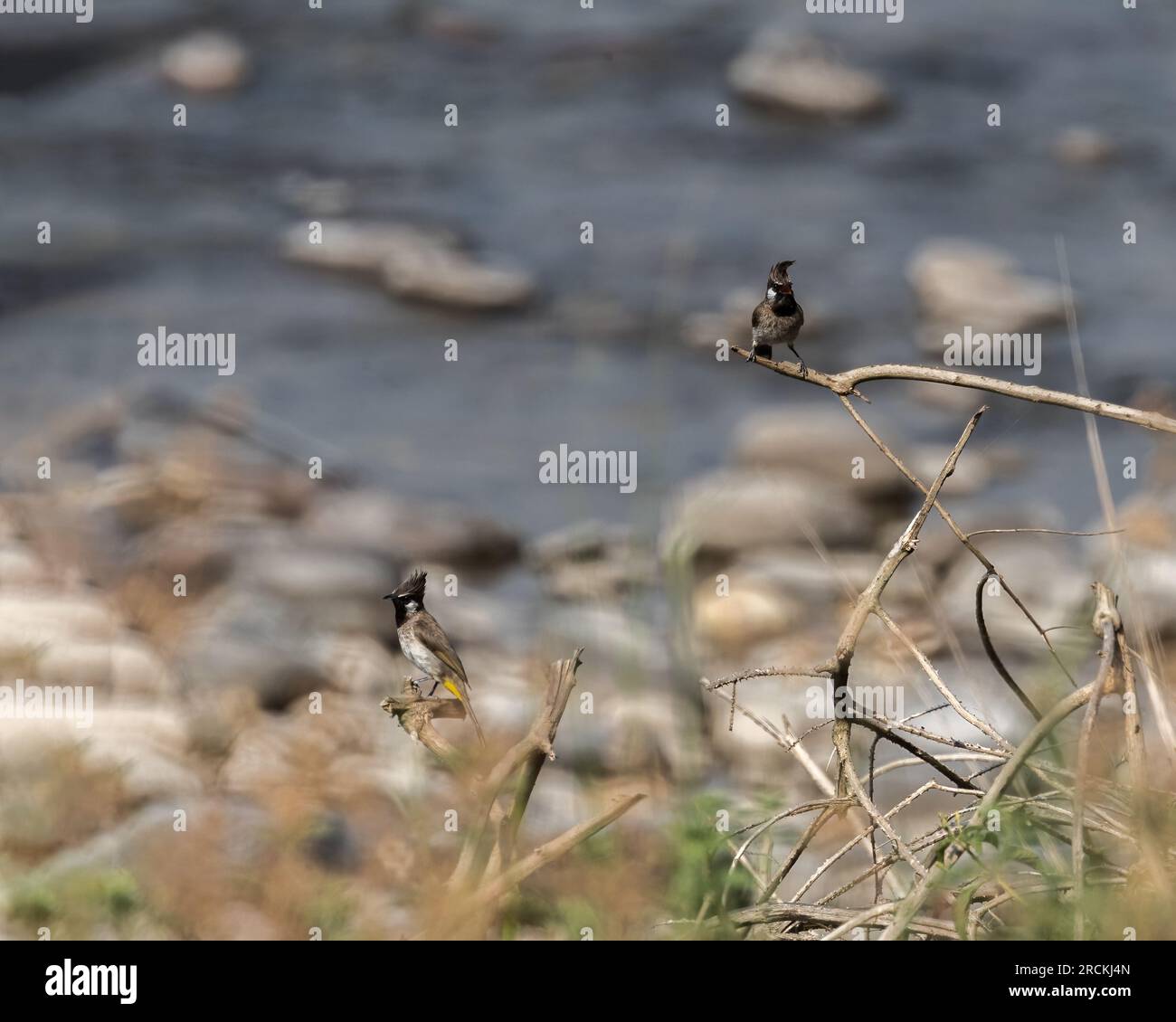 Great bulbul of india hi-res stock photography and images - Alamy