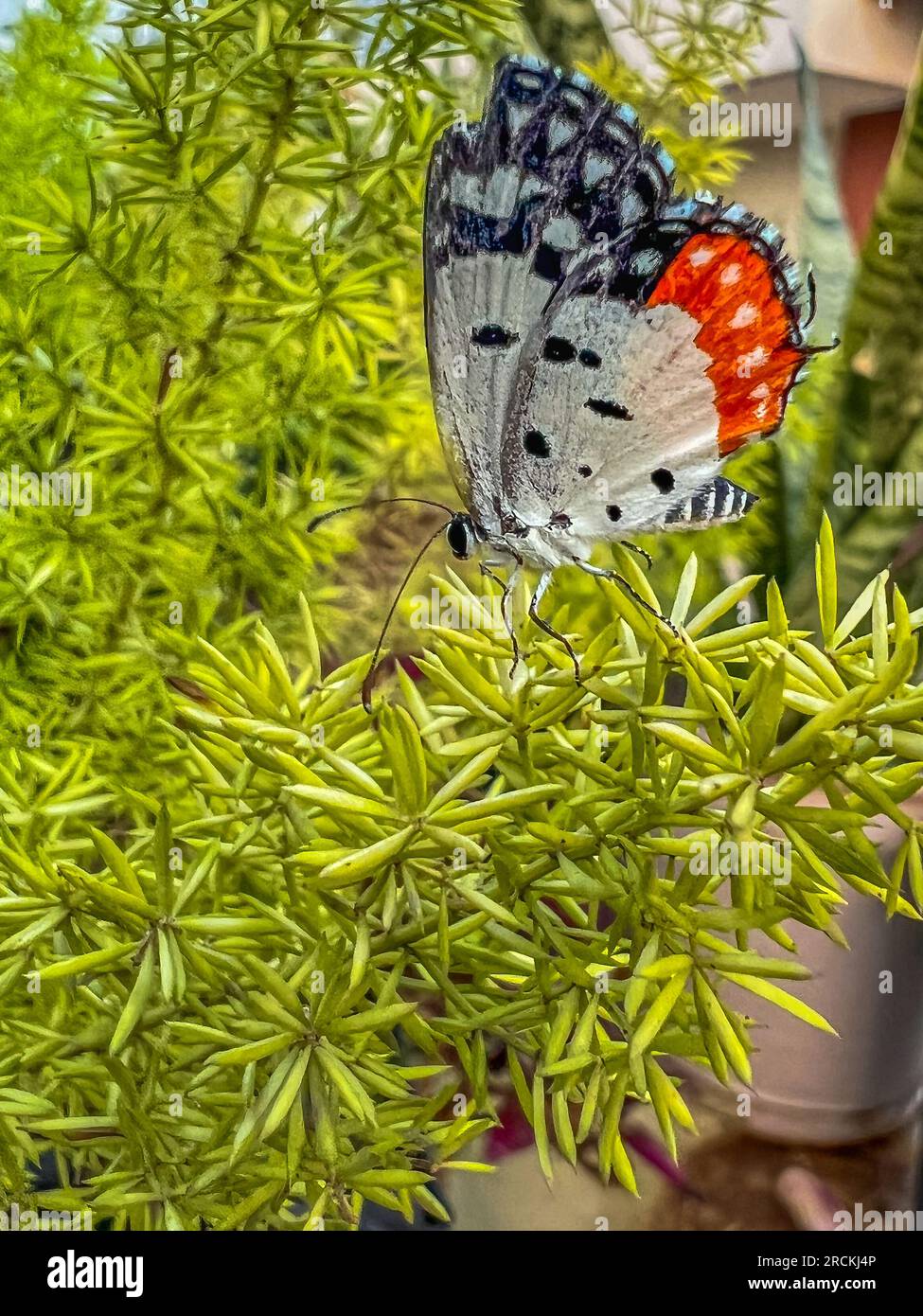 Red pierrot butterfly hi-res stock photography and images - Alamy