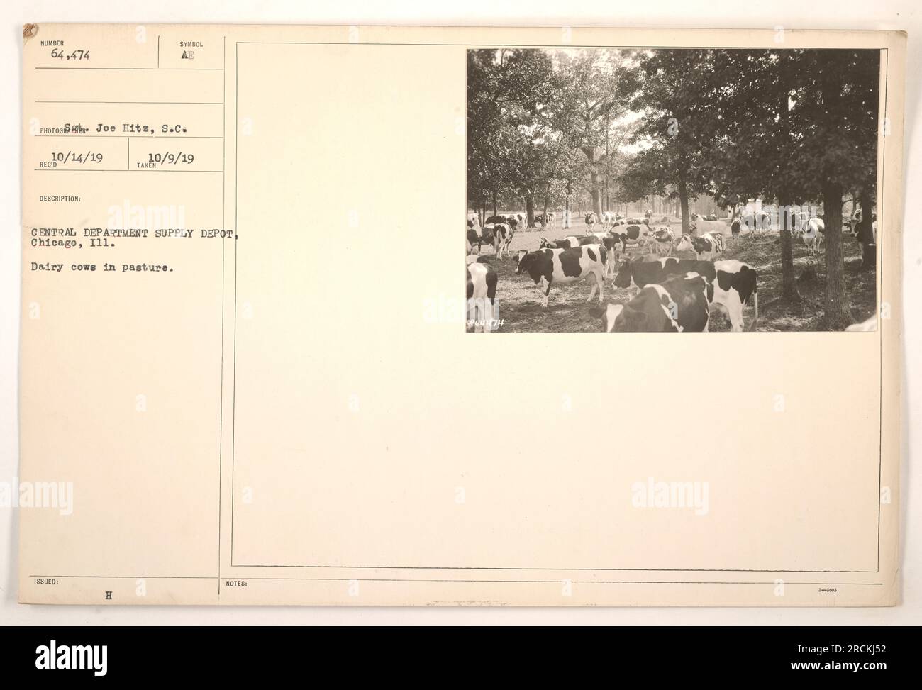 A photograph of dairy cows grazing in a pasture at the Central ...