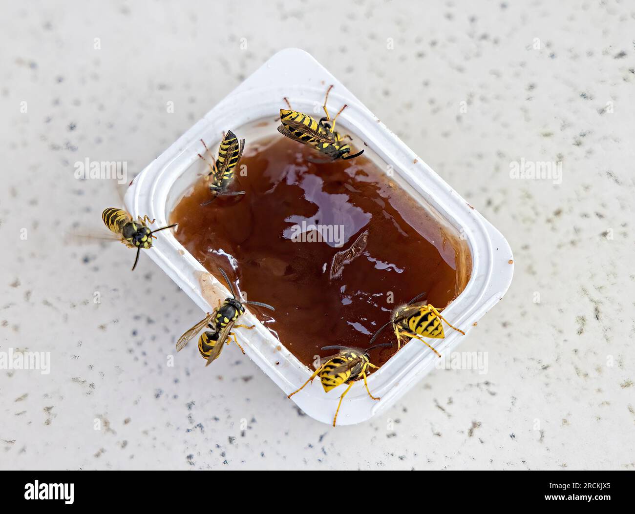Wasps attracted to jam in an open disposable container, Ardeche, France ...