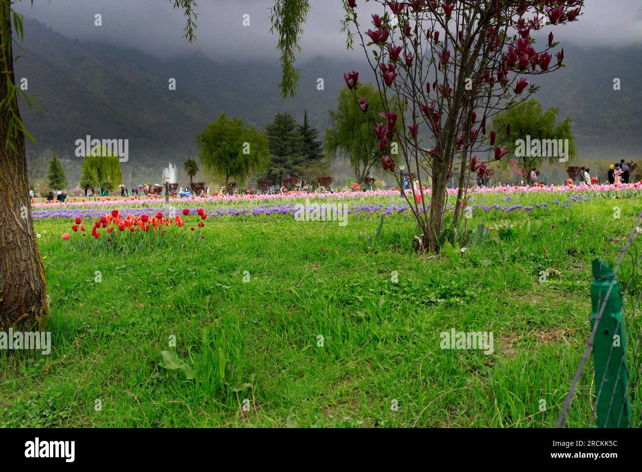 Tulip flower and Tulip festival in Kashmir. Beautiful wall mounting ...
