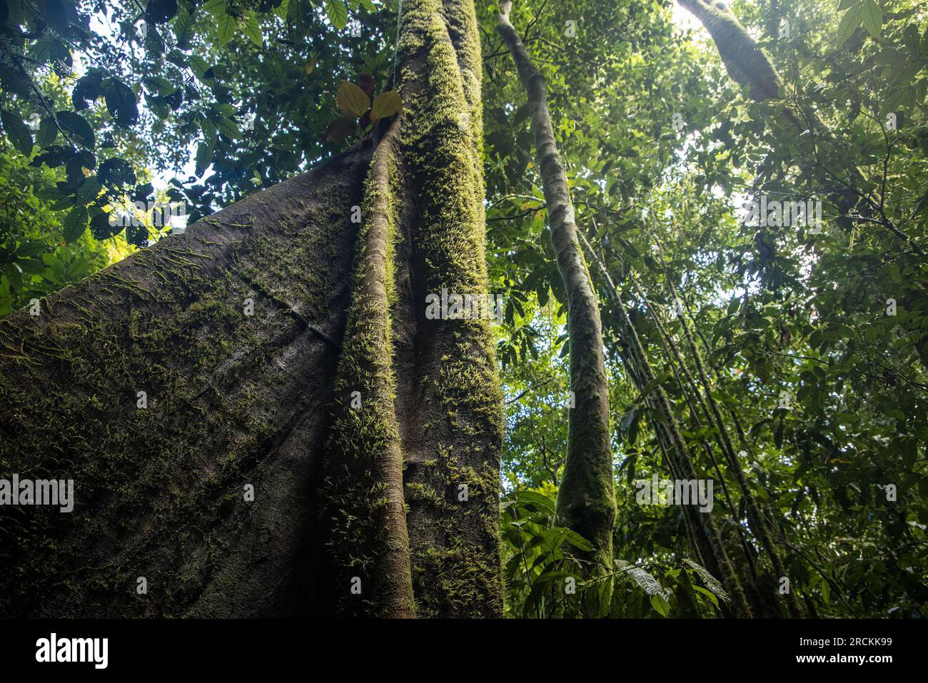 Epiphytes on tree hi-res stock photography and images - Alamy