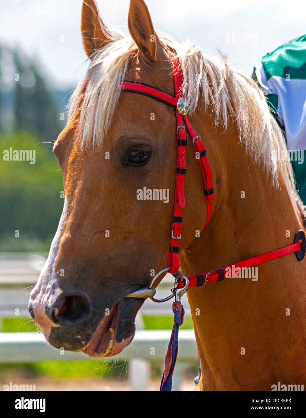 Portrait of akhal-teke stallion,before horse race Stock Photo - Alamy