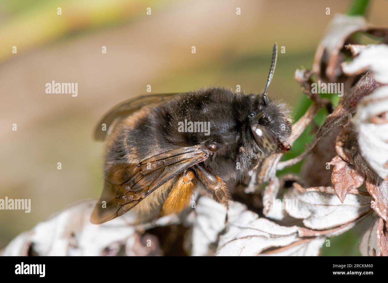 Asian shaggy digger bee hi-res stock photography and images - Alamy