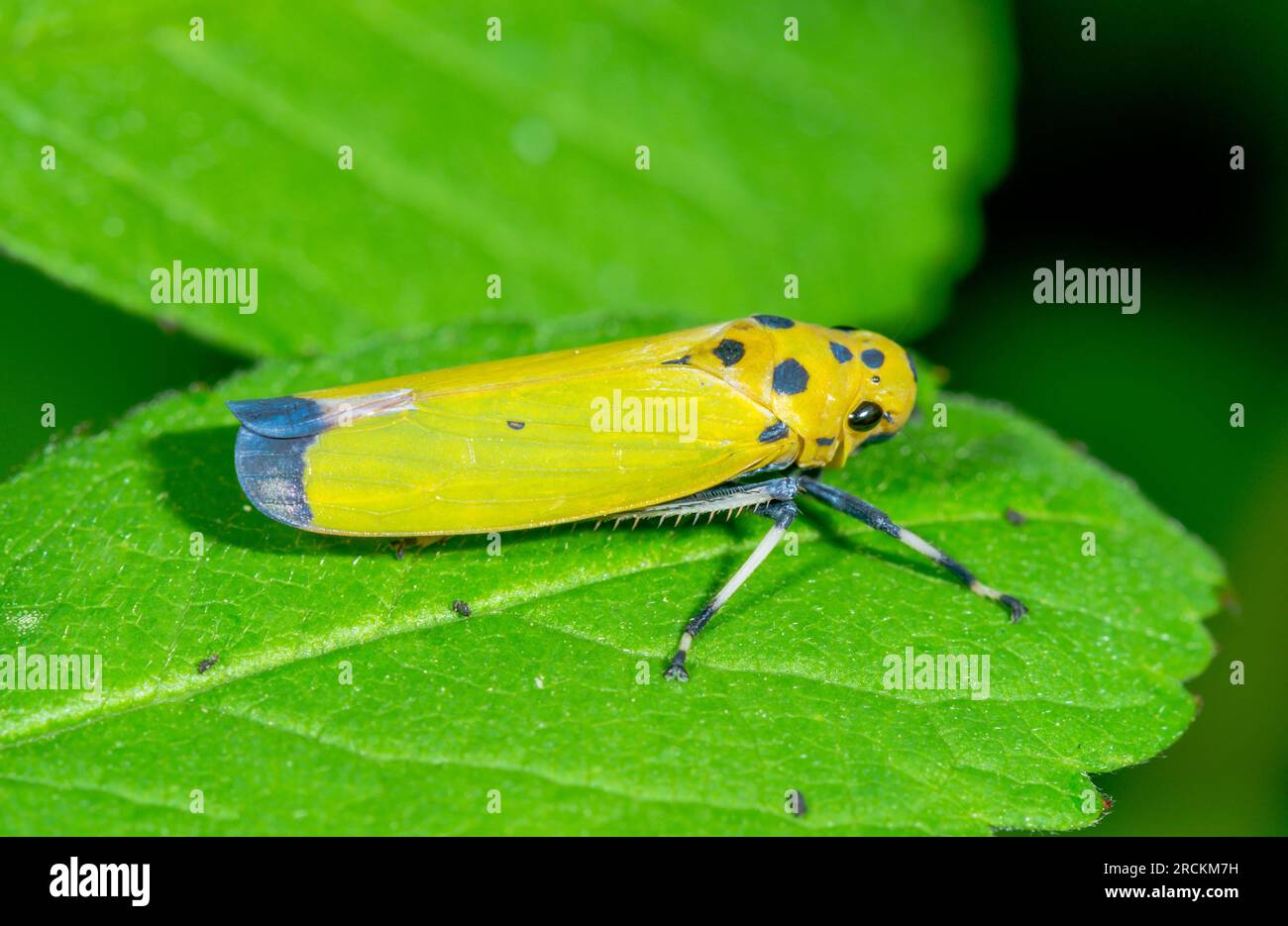 Black-tipped Leafhopper (Bothrogonia ferruginea) Cicadellidae. Kobe ...