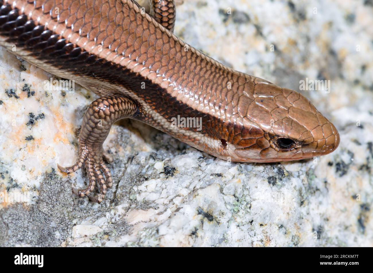 Endemic JAPANESE Lizard Okada's Five lined Skink Okada-tokage ...