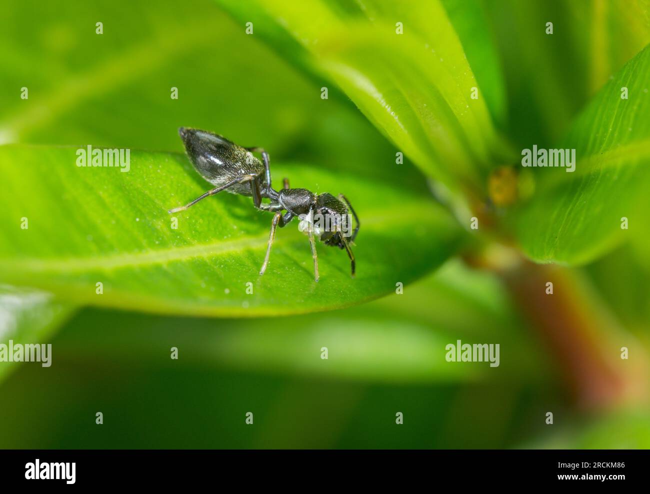 Japanese ant mimic spider hi-res stock photography and images - Alamy