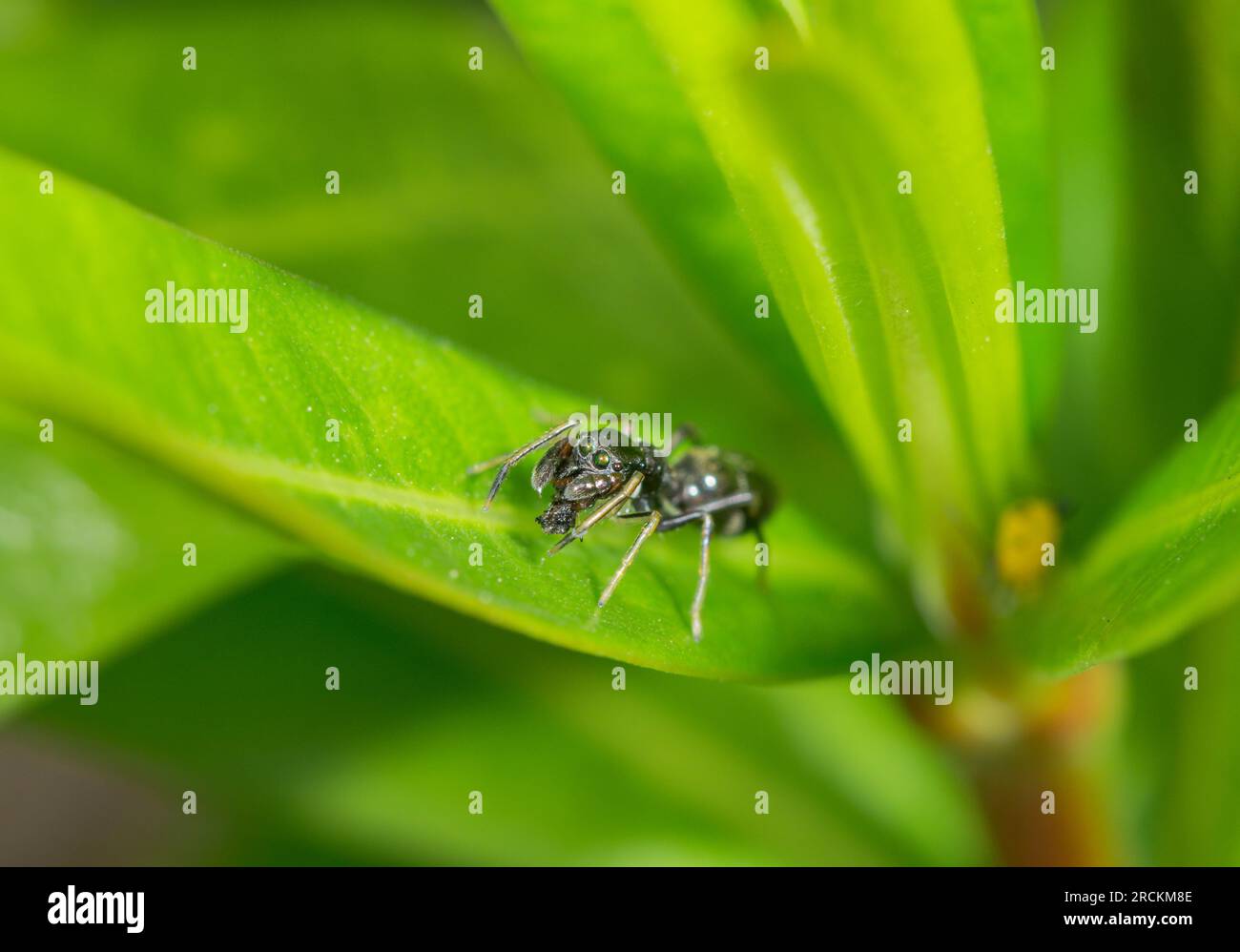 Female Japanese Ant mimic Jumping Spider, Salticidae (Myrmarachne ...