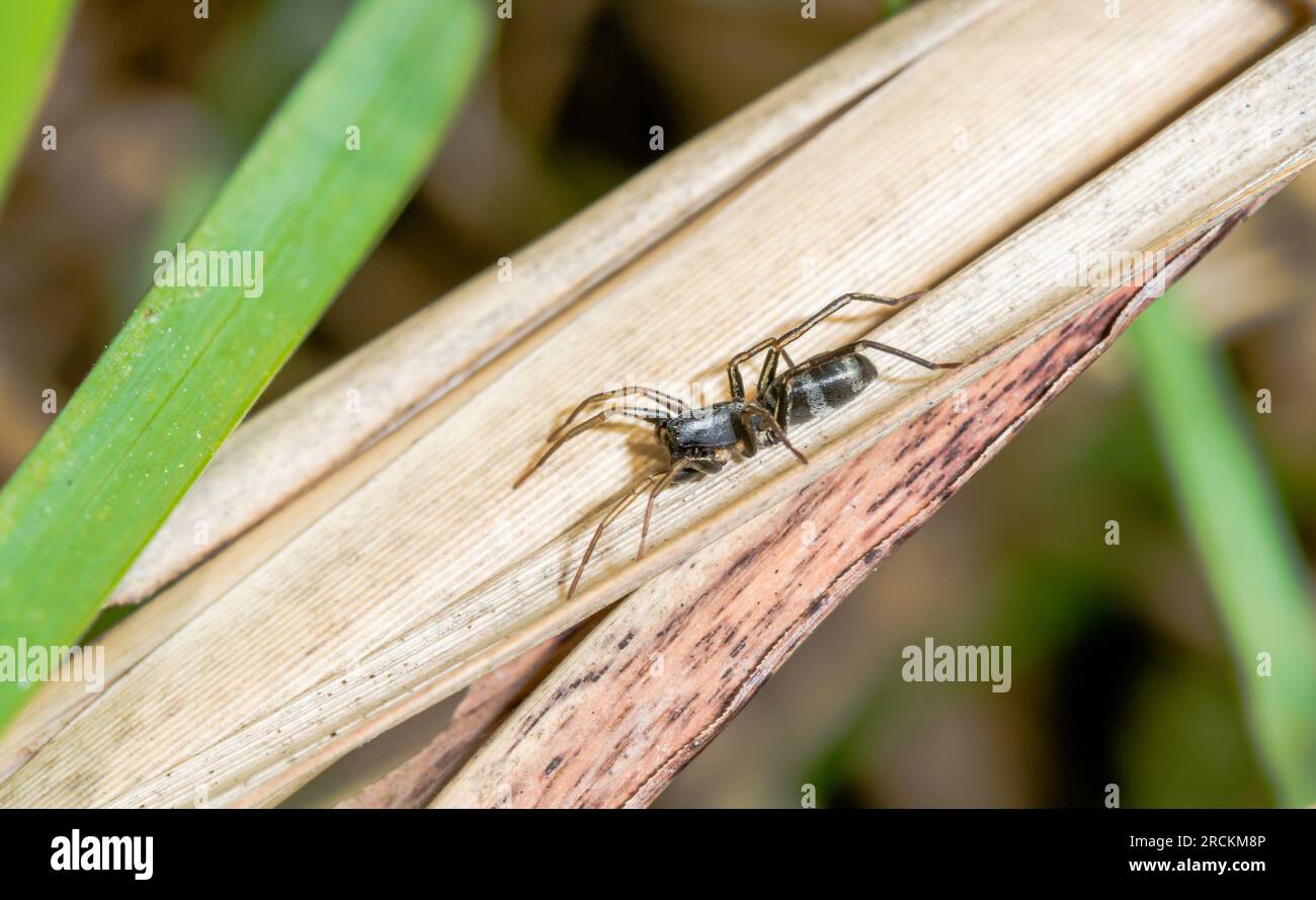 Japanese ant spider hi-res stock photography and images - Alamy