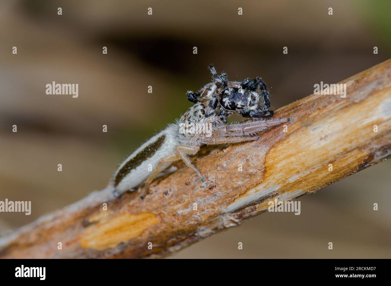 Japanese jumping spider hi-res stock photography and images - Alamy