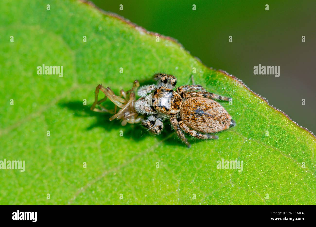 Female Japanese Jumping Spider with prey, Salticidae (Carrhotus ...