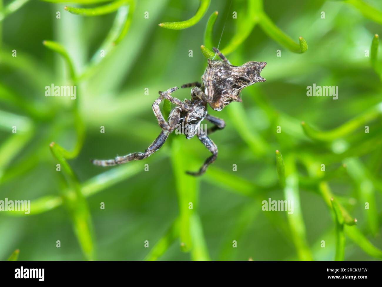 Cyclosa octotuberculata hi-res stock photography and images - Alamy