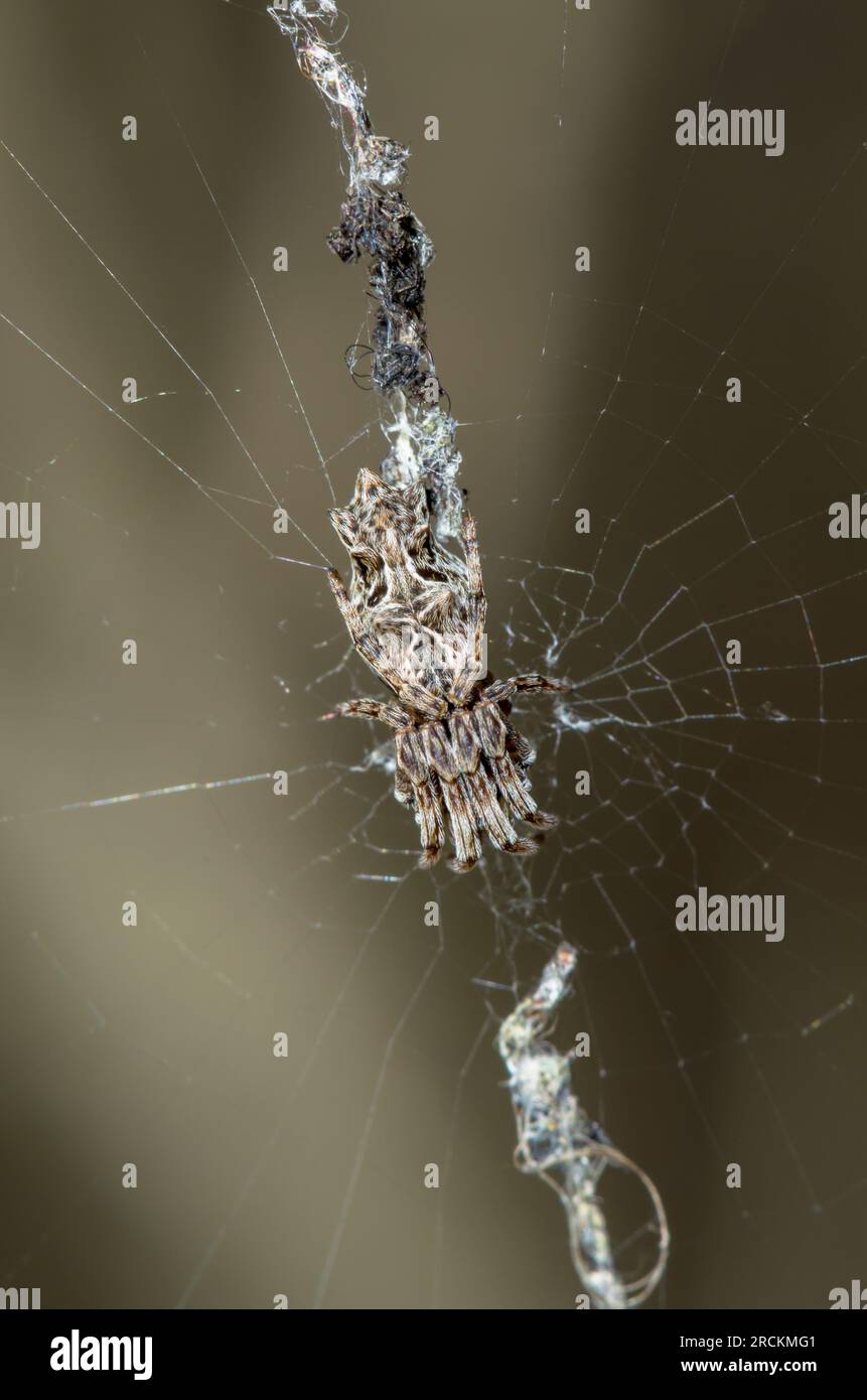 Female Japanese Trashline Orb Spider, Araneidae (Cyclosa ...