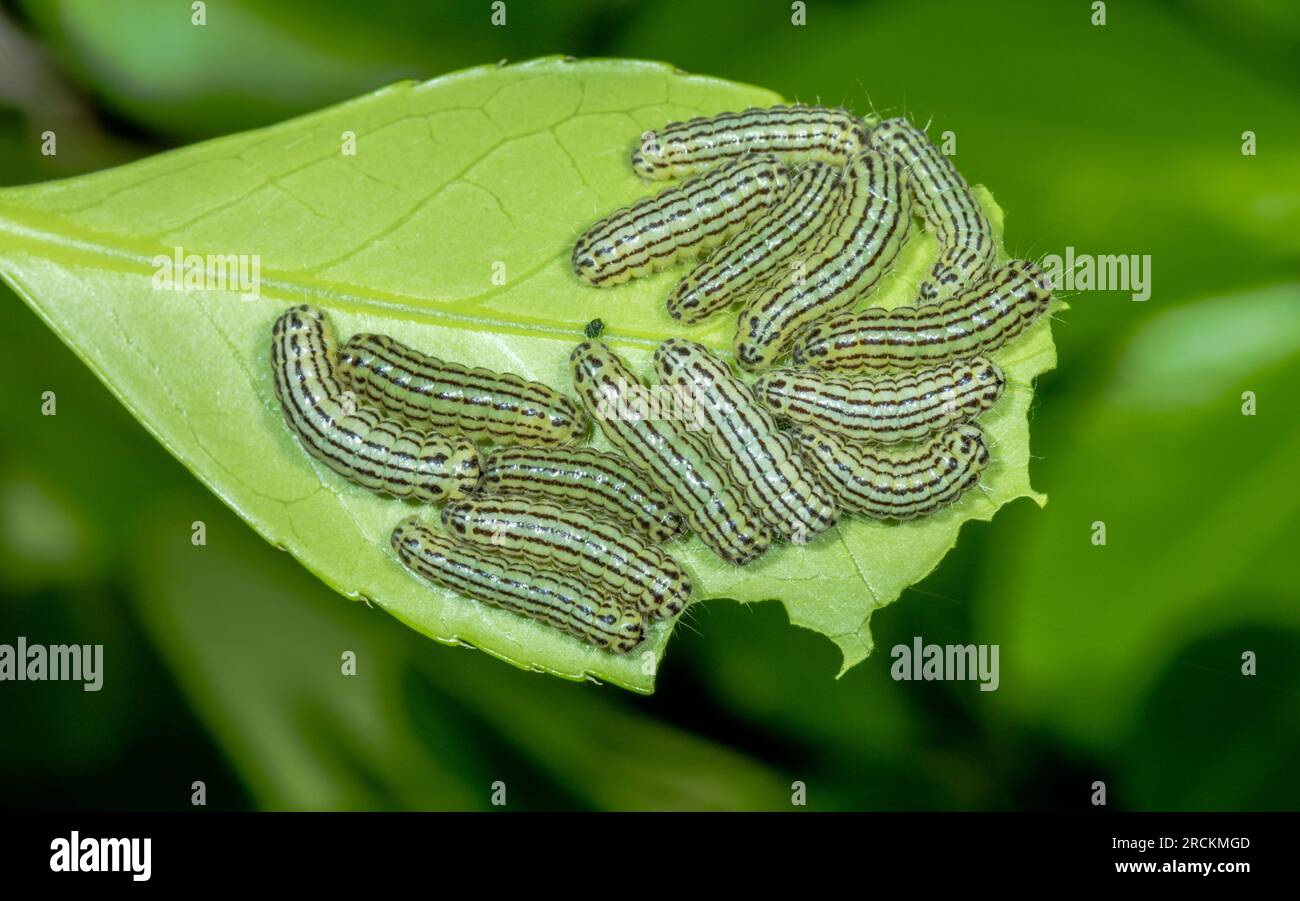 Japanese caterpillars hi-res stock photography and images - Alamy