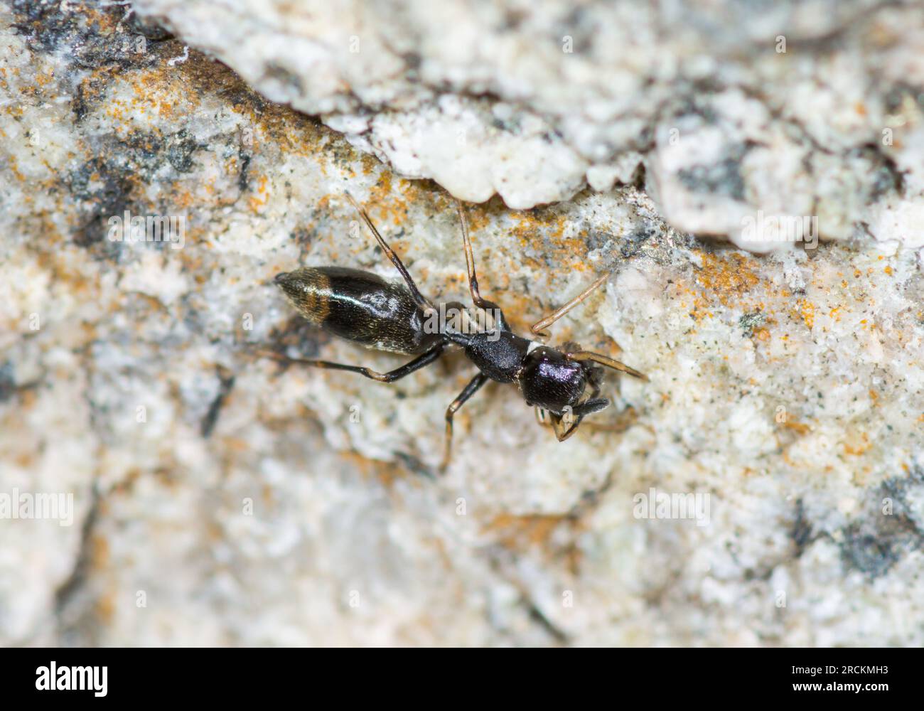 Female Japanese Ant mimic Jumping Spider, Salticidae (Myrmarachne ...