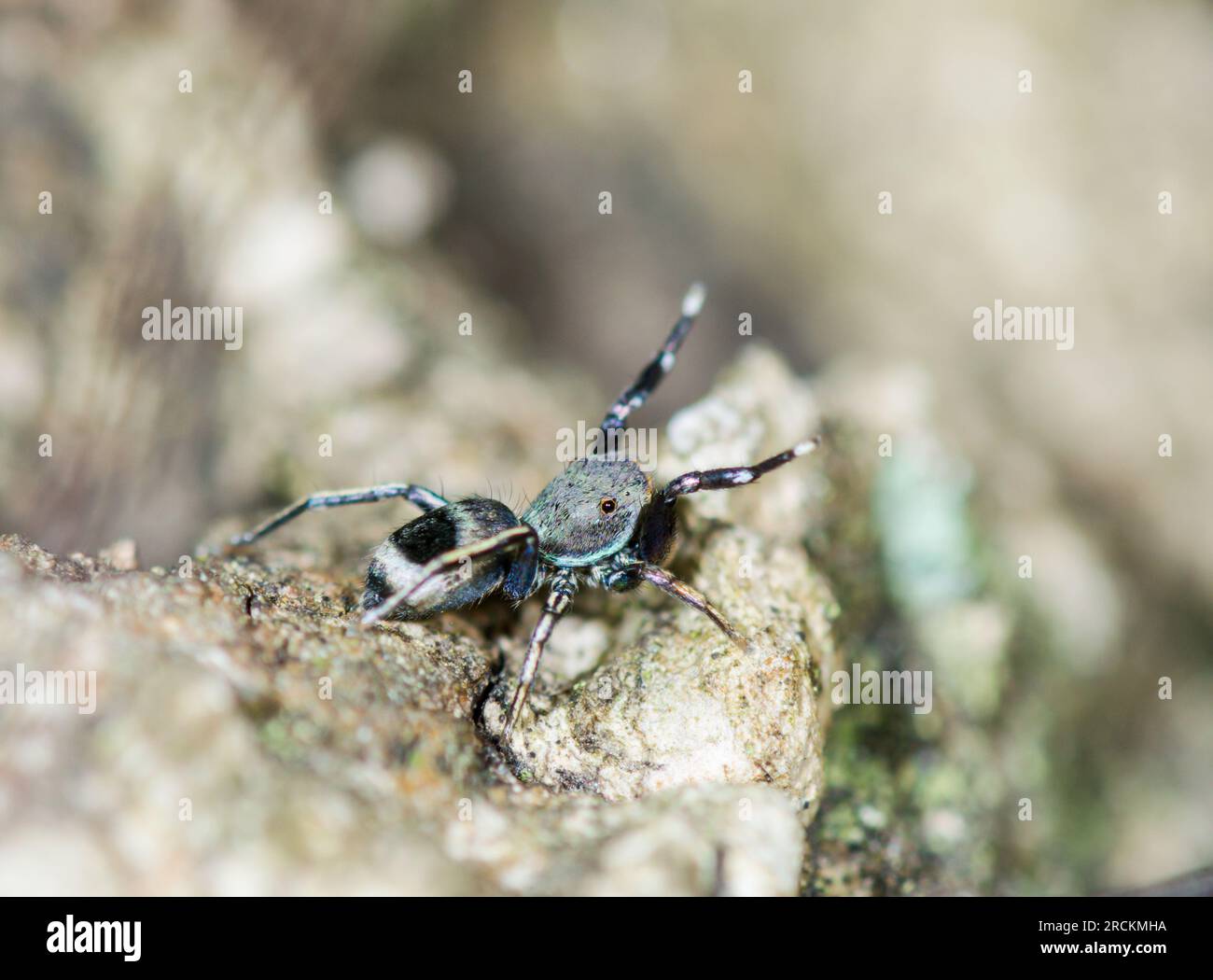 Japanese ant mimic spider hi-res stock photography and images - Alamy