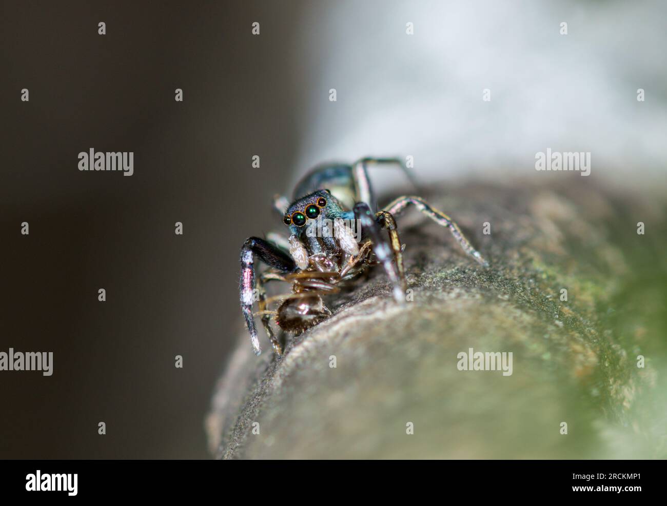 Siler vittatus hi-res stock photography and images - Alamy