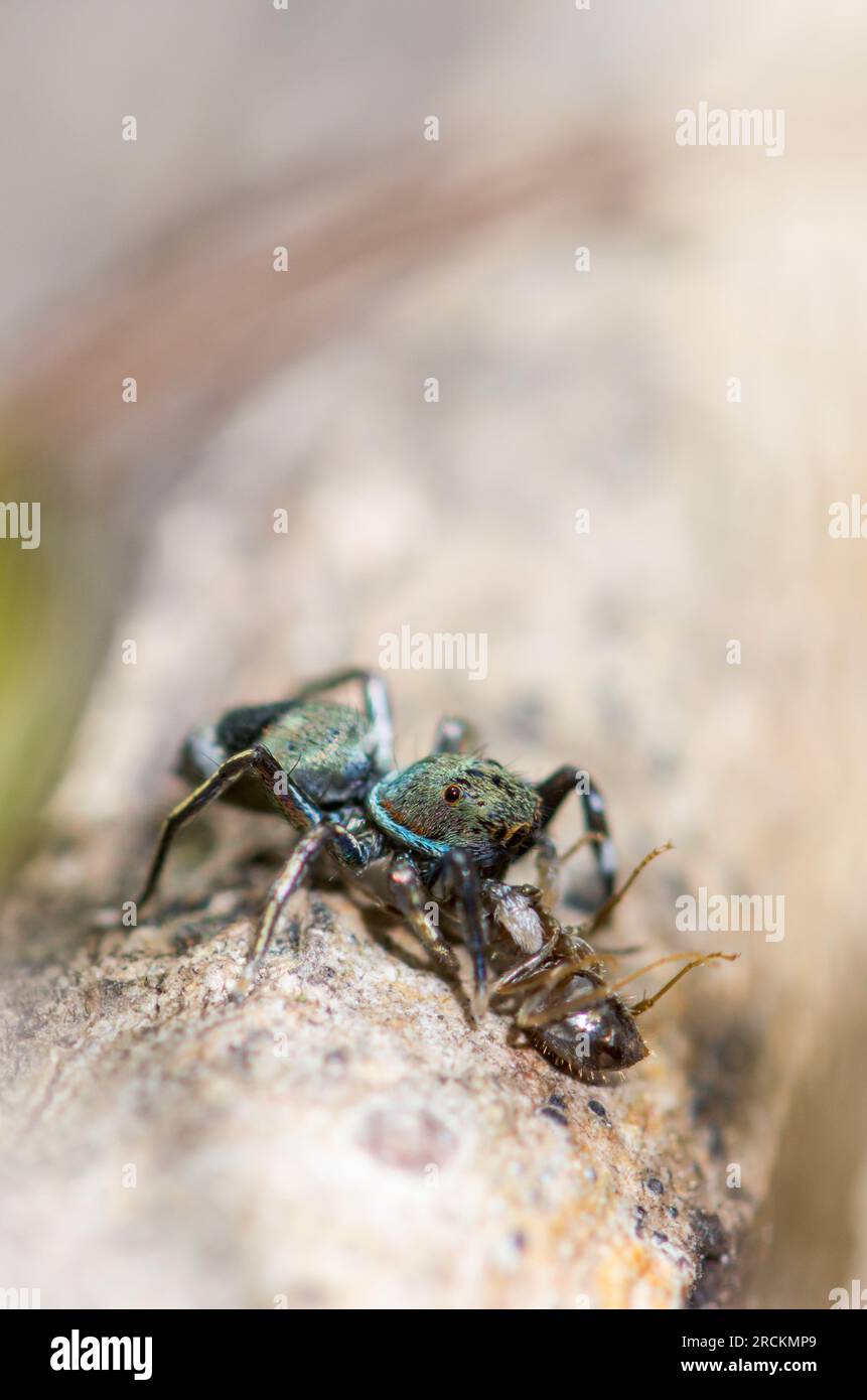 Japanese ant mimic spider hi-res stock photography and images - Alamy