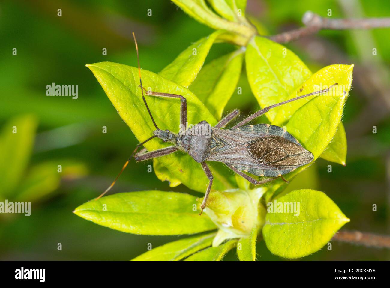 JAPANESE Assassin Bug (Isyndus obscurus). Reduviidae. Kobe, Japan Stock ...