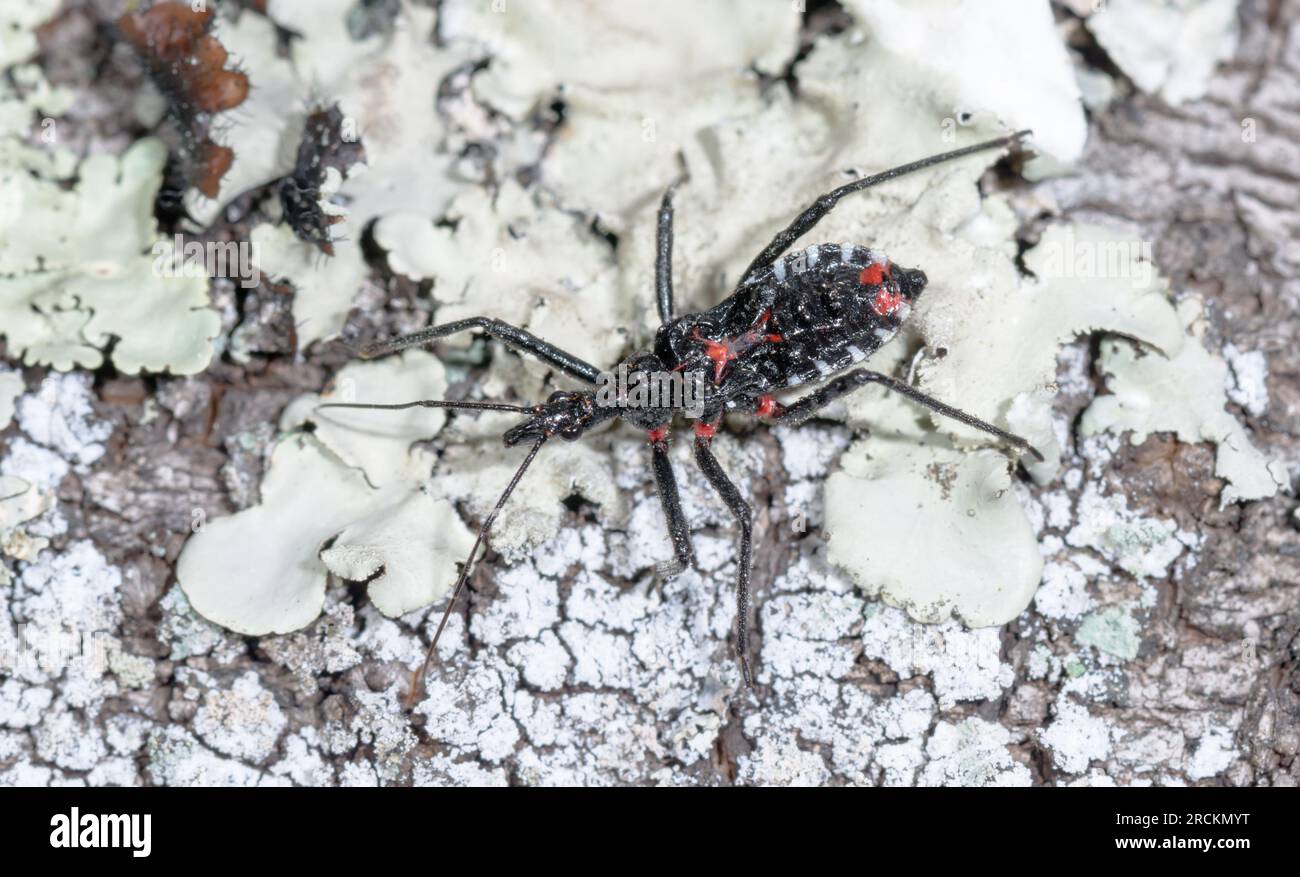 Reduviidae hi-res stock photography and images - Alamy