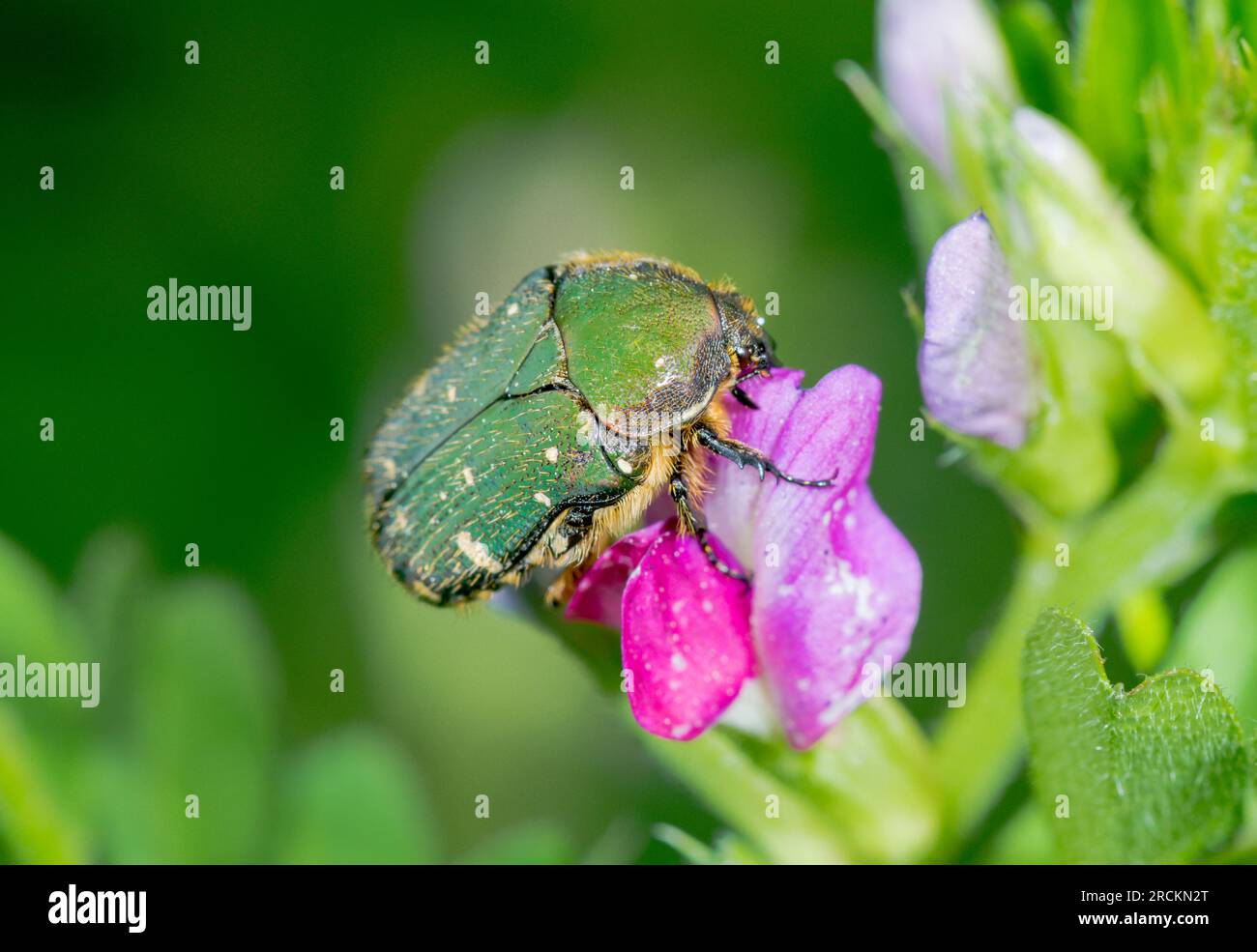 JAPANESE Smaller Green Chafer Beetle / Flower Beetle (Gametis jucunda ...