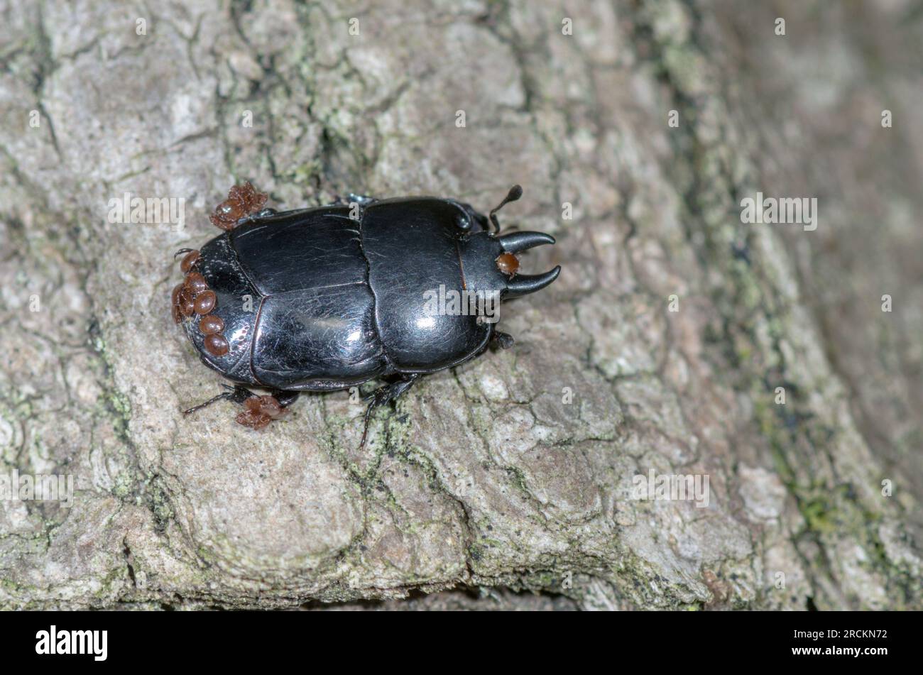 Japanese Clown Beetle (Hololepta amurensis) with phoretic mites ...