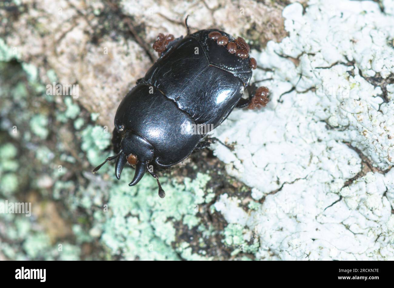 Japanese Clown Beetle (Hololepta amurensis) with phoretic mites ...