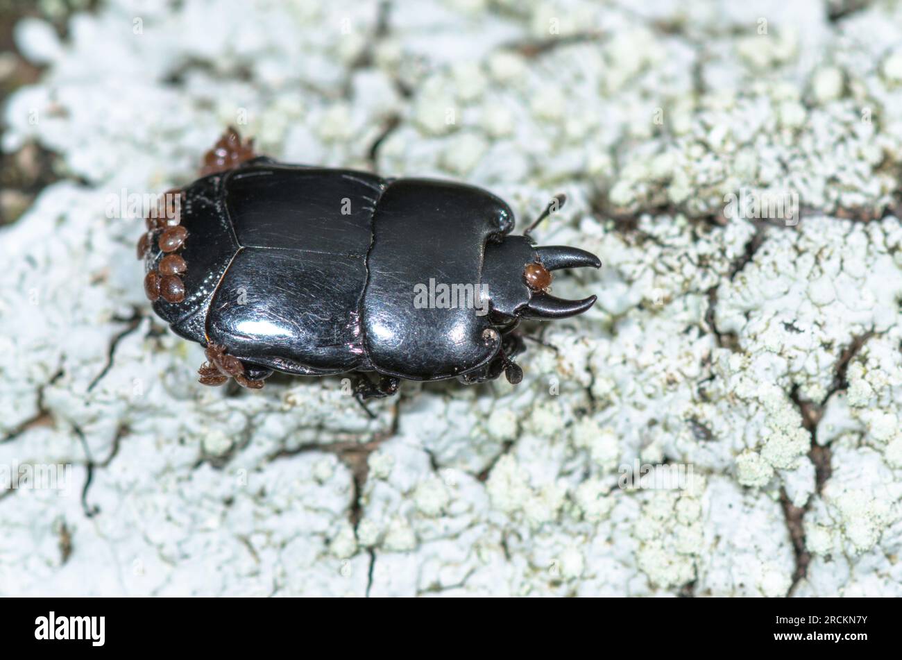Japanese Clown Beetle (Hololepta amurensis) with phoretic mites ...