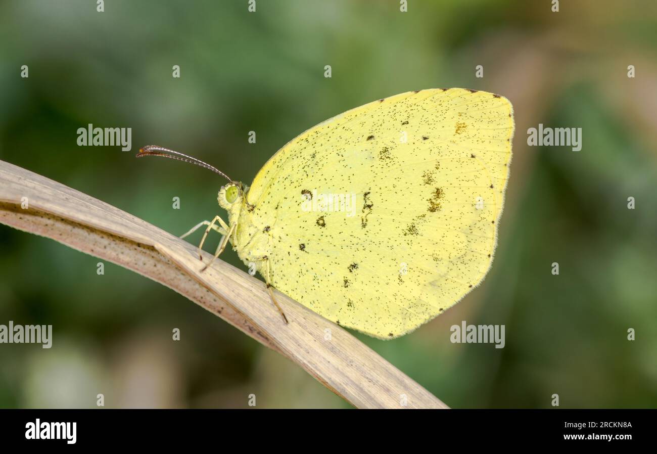 Japanese Common Grass Yellow Butterfly (Eurema mandarina), Pieridae. Kobe, Japan Stock Photo - Alamy