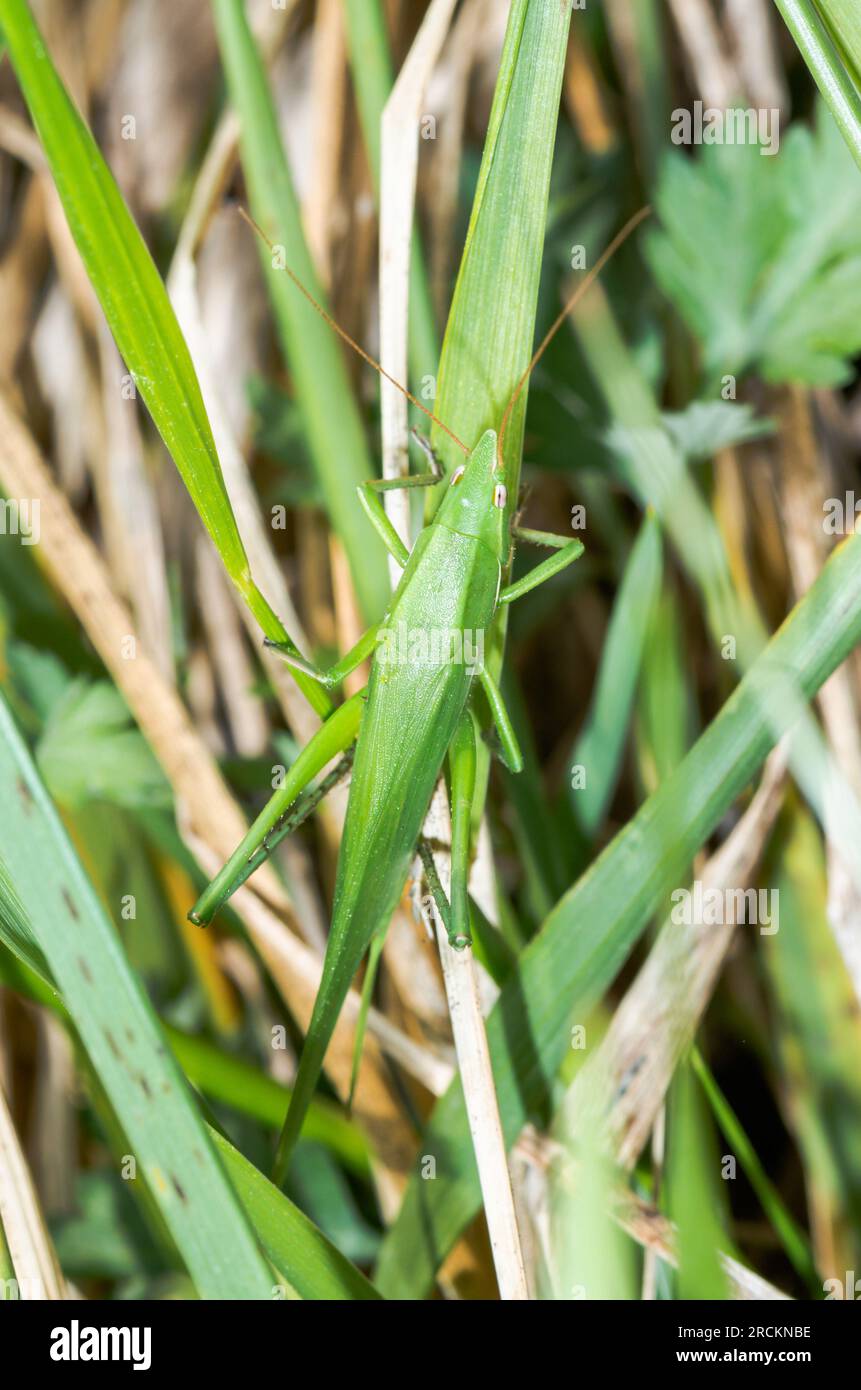 Japanese bush cricket hi-res stock photography and images - Alamy