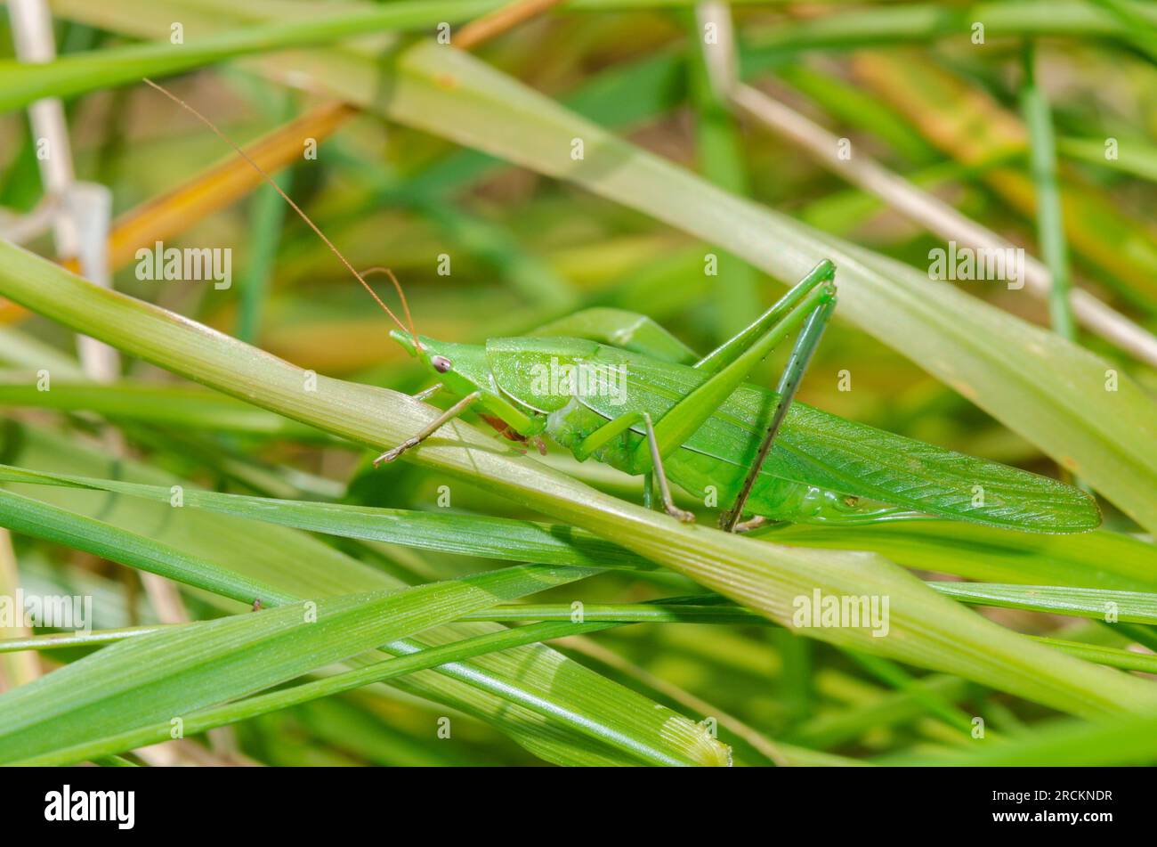 Japanese Conehead, Tettigoniidae (Euconocephalus varius), Kobe, Japan ...